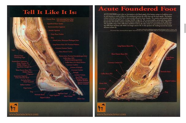 Charts – Empire Farrier Supply