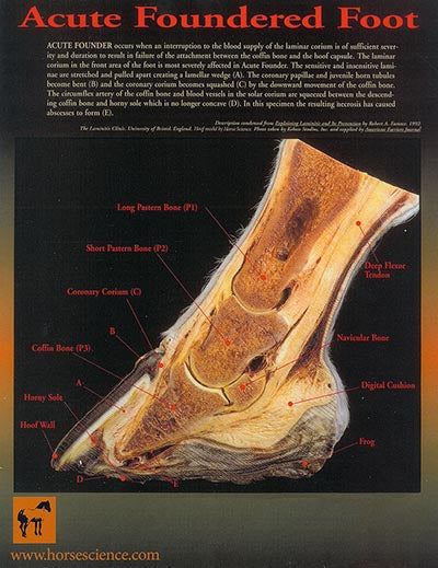Floundered Hoof Chart Laminated – Empire Farrier Supply
