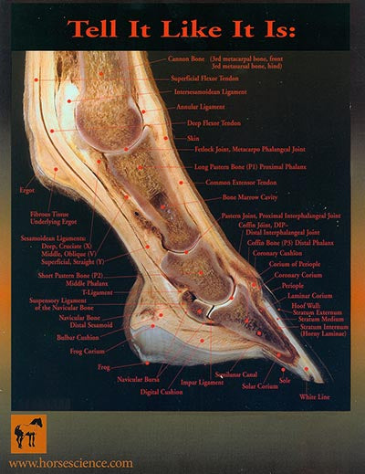 Normal Hoof Chart Laminated – Empire Farrier Supply